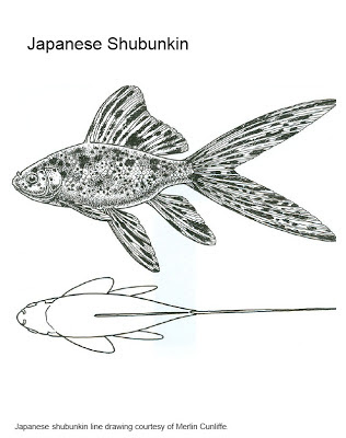 Goldfish Varieties & Standards - Solid Gold Fish