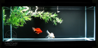 Beginner Mistakes to Avoid | Dos and Don’ts - Solid Gold Fish